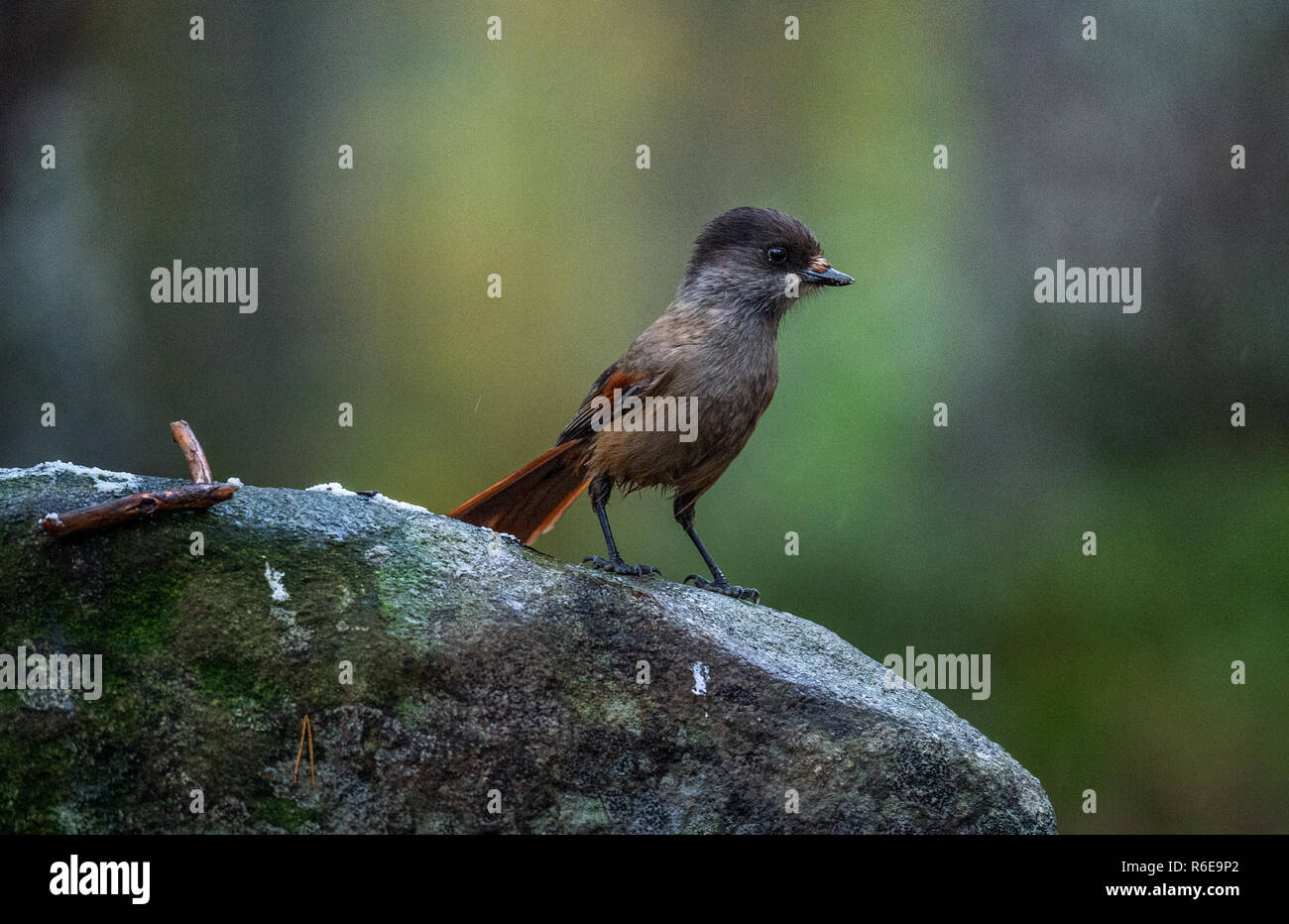 Perisoreus infaustus Banque de photographies et d’images à haute ...