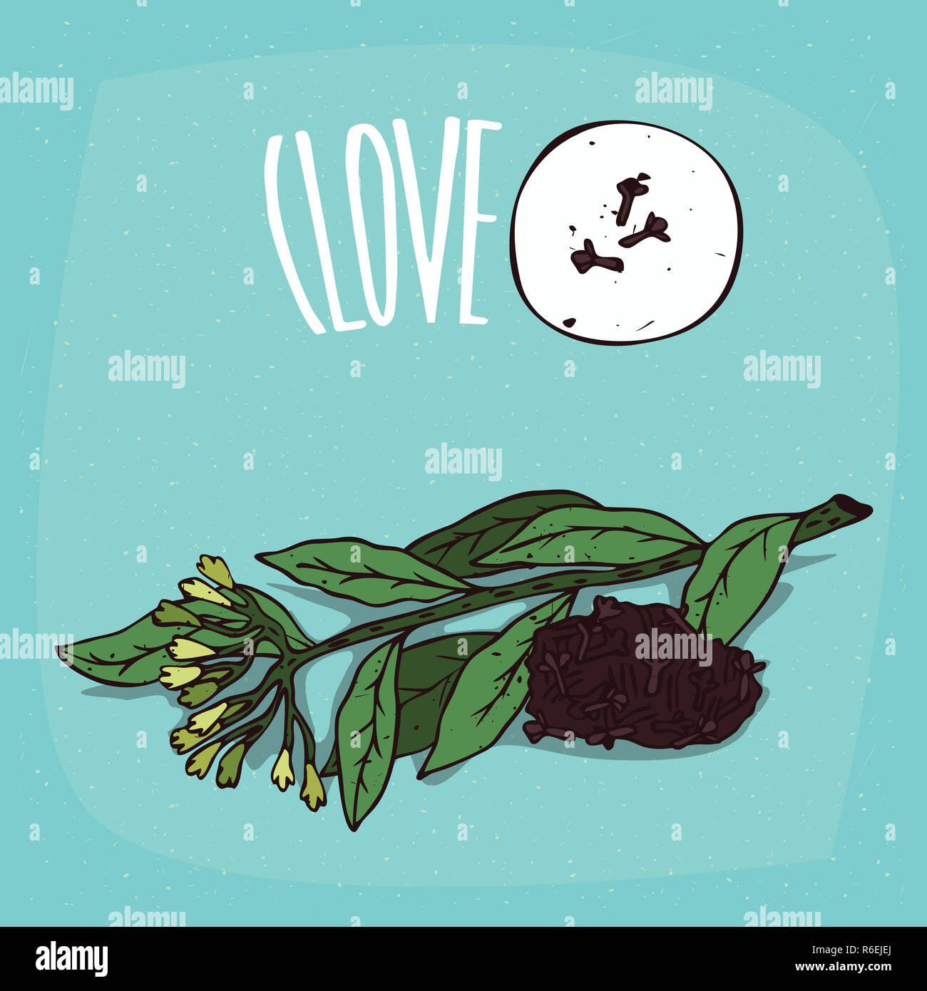 Fleurs de girofle Banque de photographies et d’images à haute ...