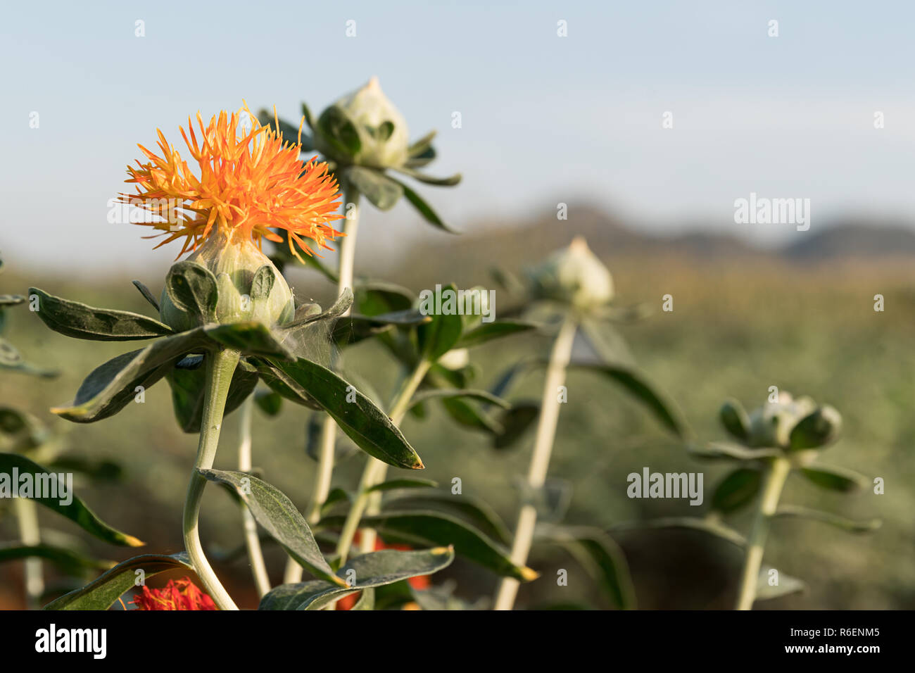 Tête de fleur carthame Banque de photographies et d’images à haute ...