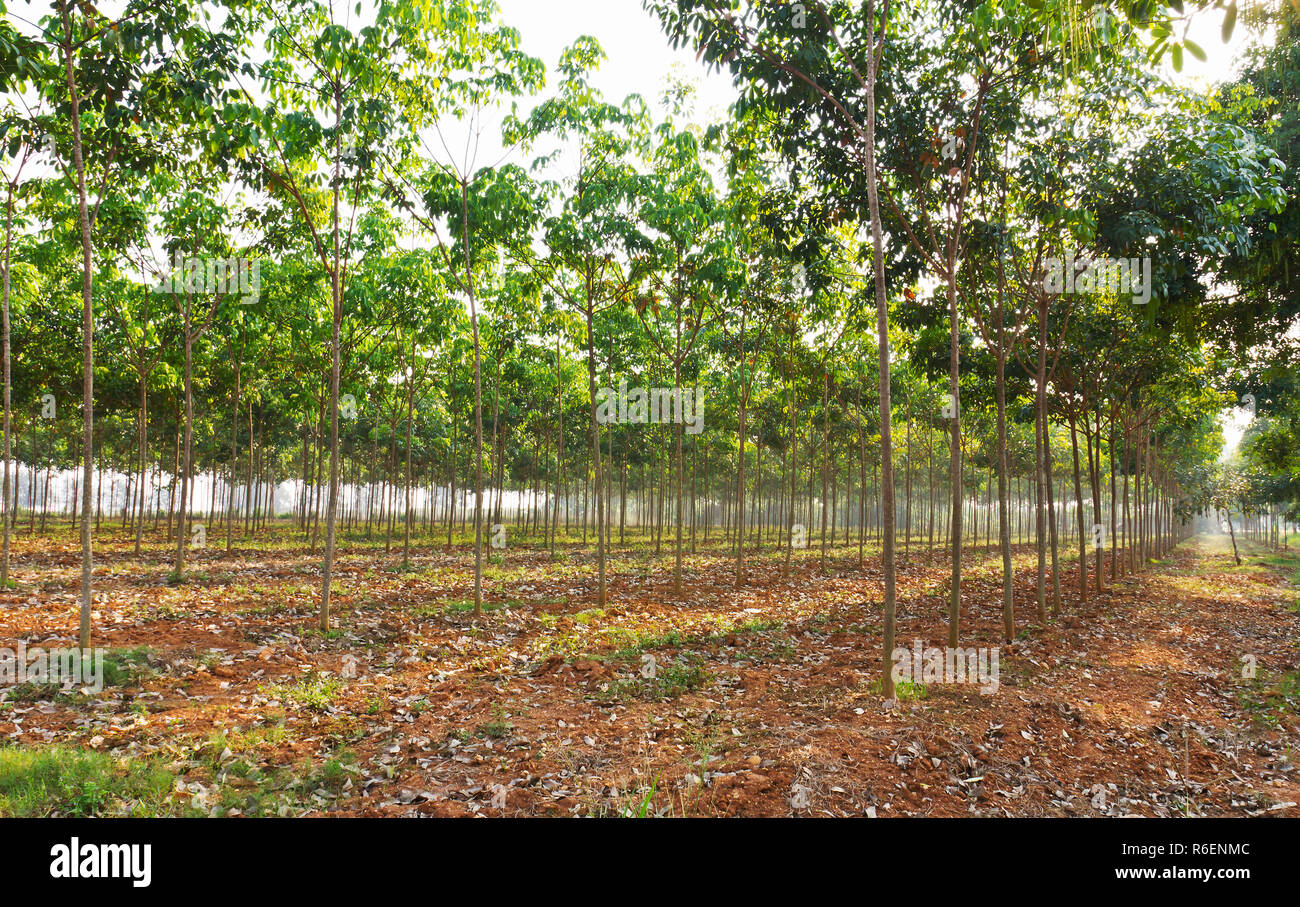 Rubber tree hevea brasiliensis malaysia Banque de photographies et d ...