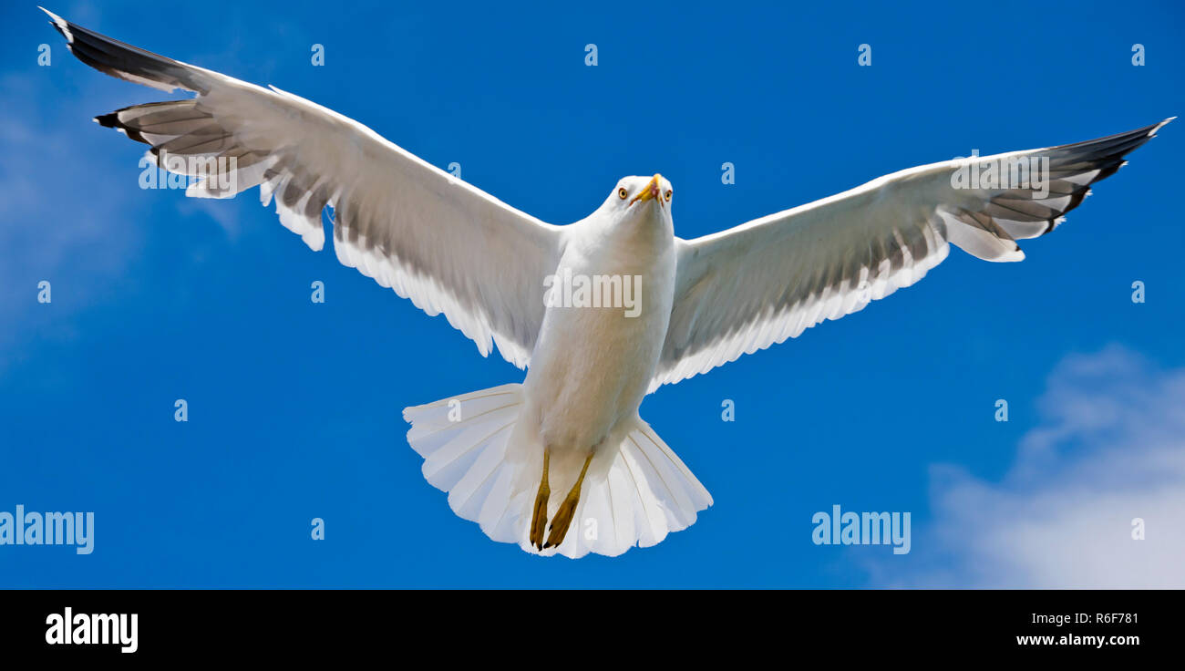 Mouette en vol au dessus de la plage Banque de photographies et d ...