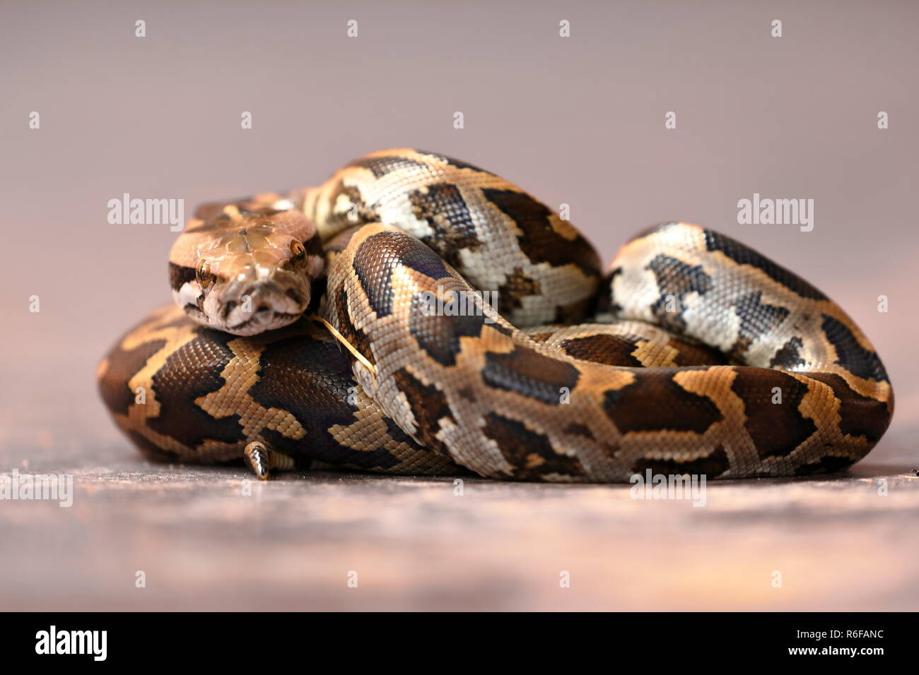 Python tigre Banque de photographies et d’images à haute résolution - Alamy