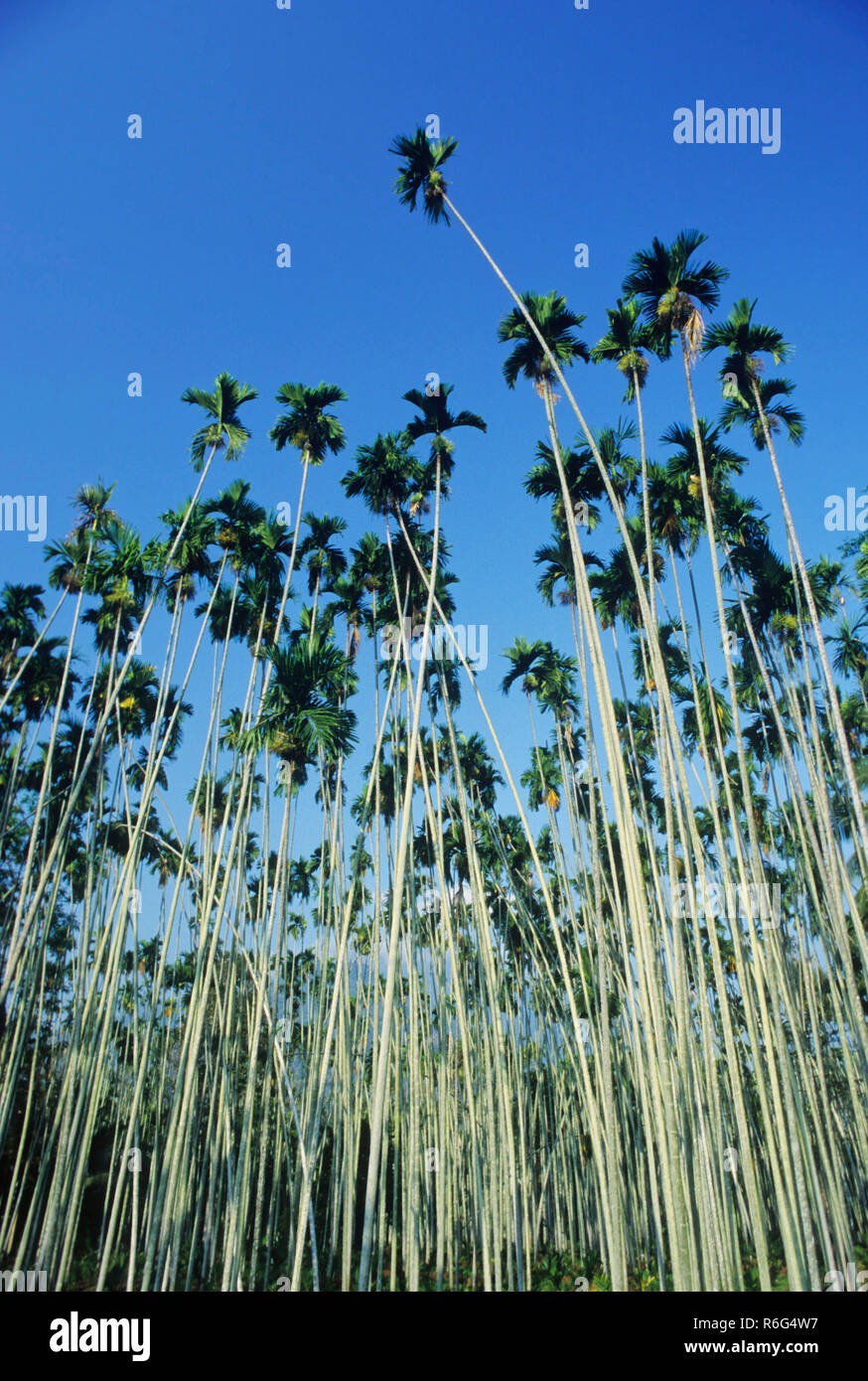 Arbre d'arec Banque de photographies et d’images à haute résolution - Alamy