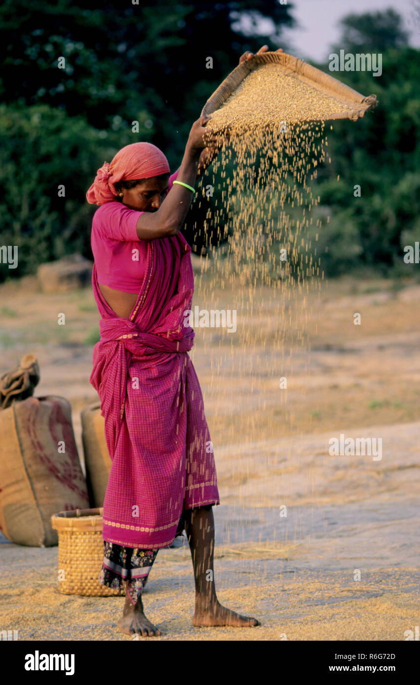 Femme en train de vanner le riz Banque de photographies et d’images à ...