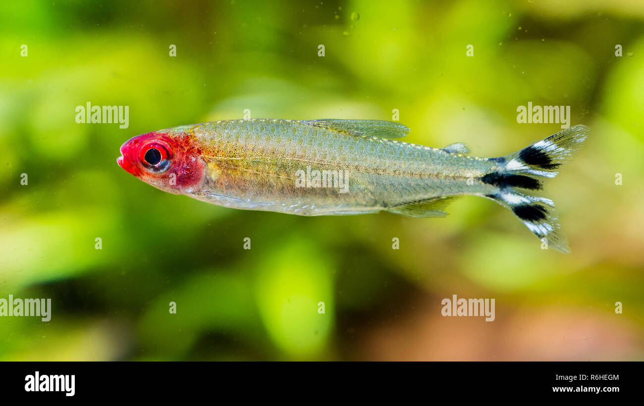 Tétra du nez de rami ou tétra du nez rouge Banque de photographies et d ...