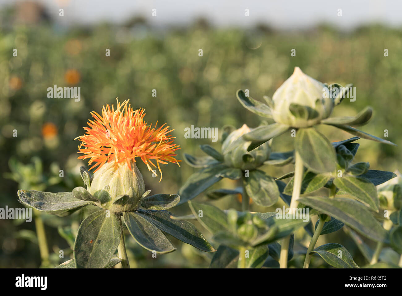 Tête de fleur carthame Banque de photographies et d’images à haute ...