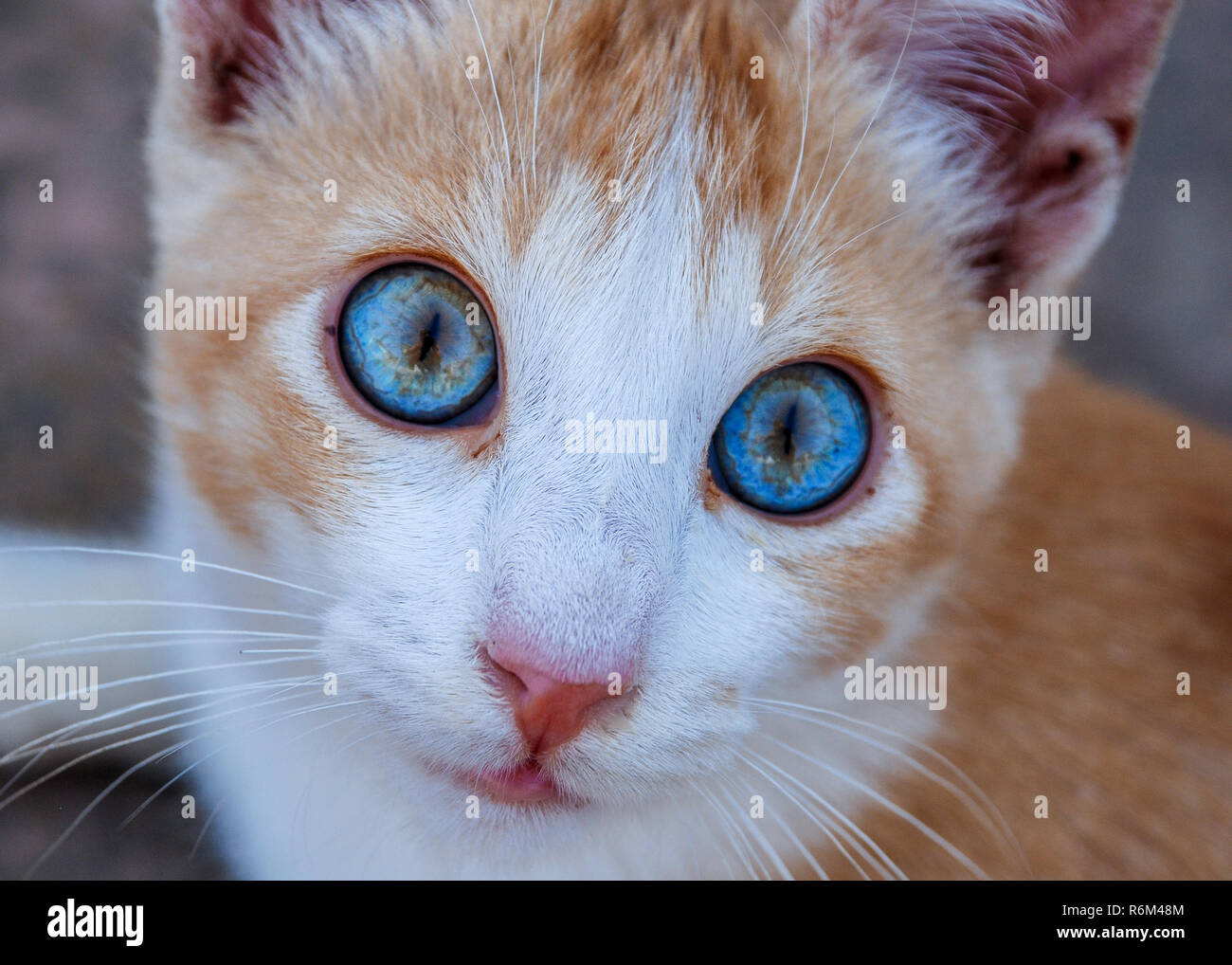 Yeux bleus de chat Banque de photographies et d’images à haute ...