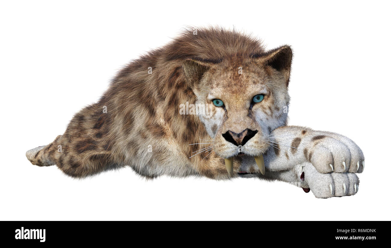 Sabertoothed tiger Banque de photographies et d’images à haute ...