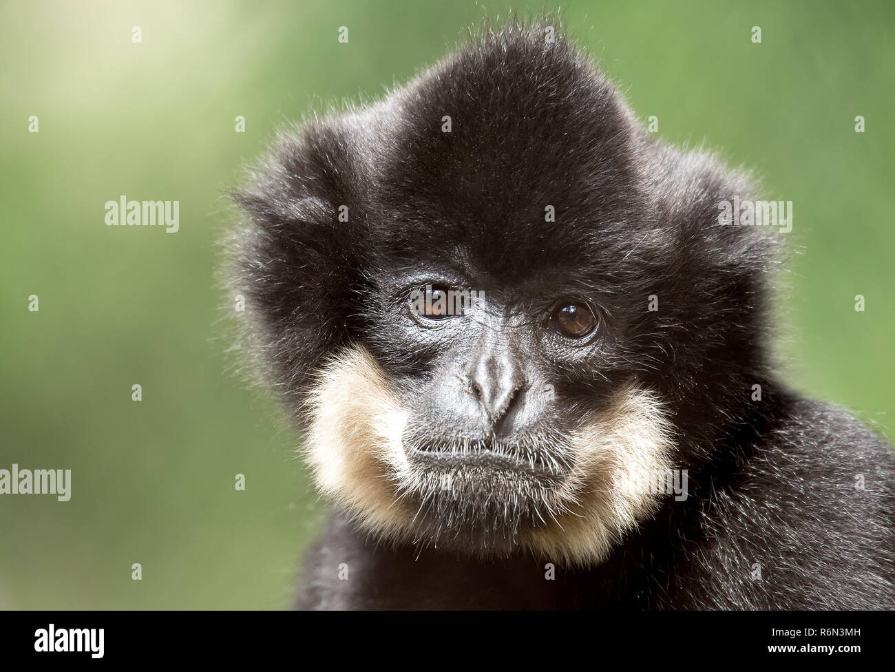 Nomascus gabriellae Banque de photographies et d’images à haute ...