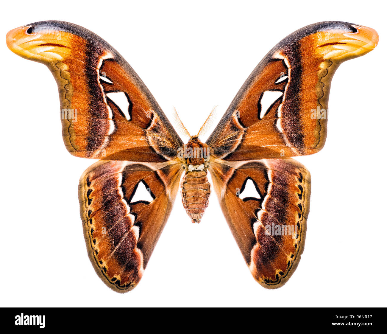 Papillon géant de l'atlas Banque d'images détourées - Alamy