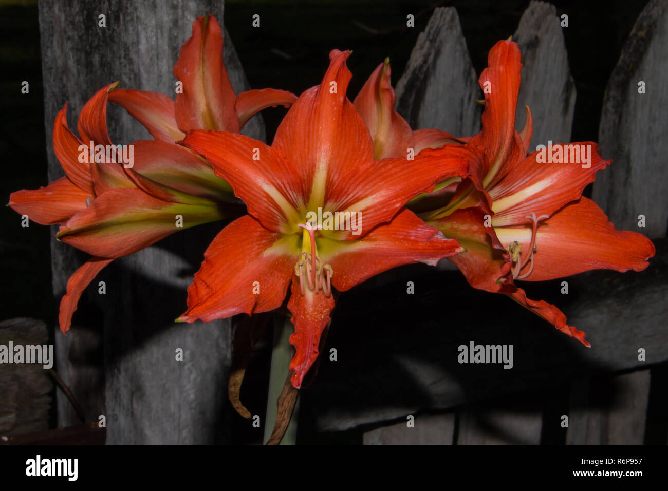 Fleurs en forme de clochette orange Banque de photographies et d’images ...