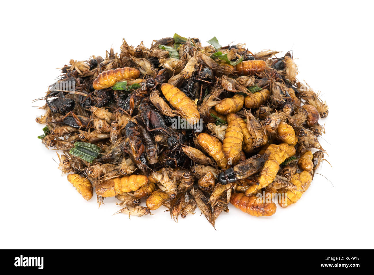 Insectes mangeurs Banque d'images détourées - Alamy