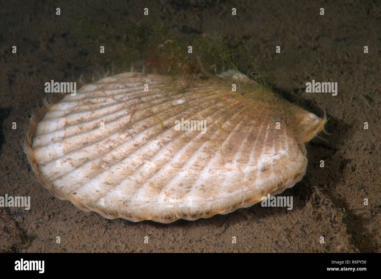 Pétoncles géants ezo Banque de photographies et d’images à haute ...