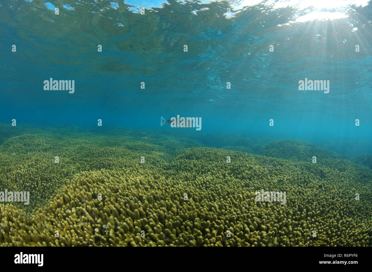 Porites Cylindrica Banque d'image et photos - Alamy
