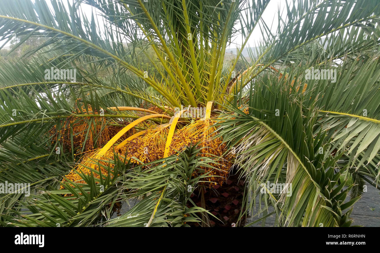 Arbre de dattes avec des fruits Banque de photographies et d’images à ...