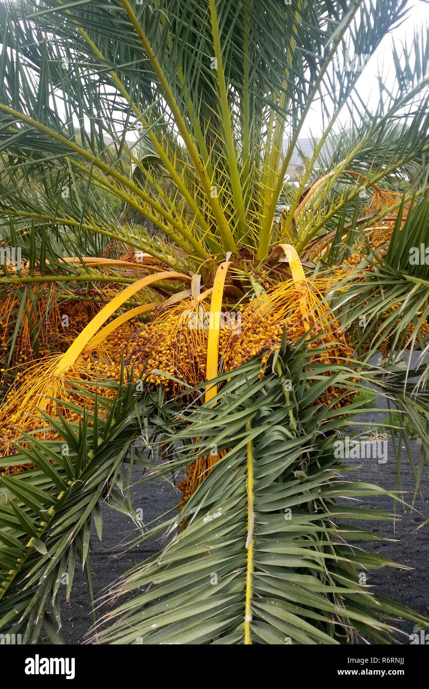 Arbre de dattes avec des fruits Banque de photographies et d’images à ...