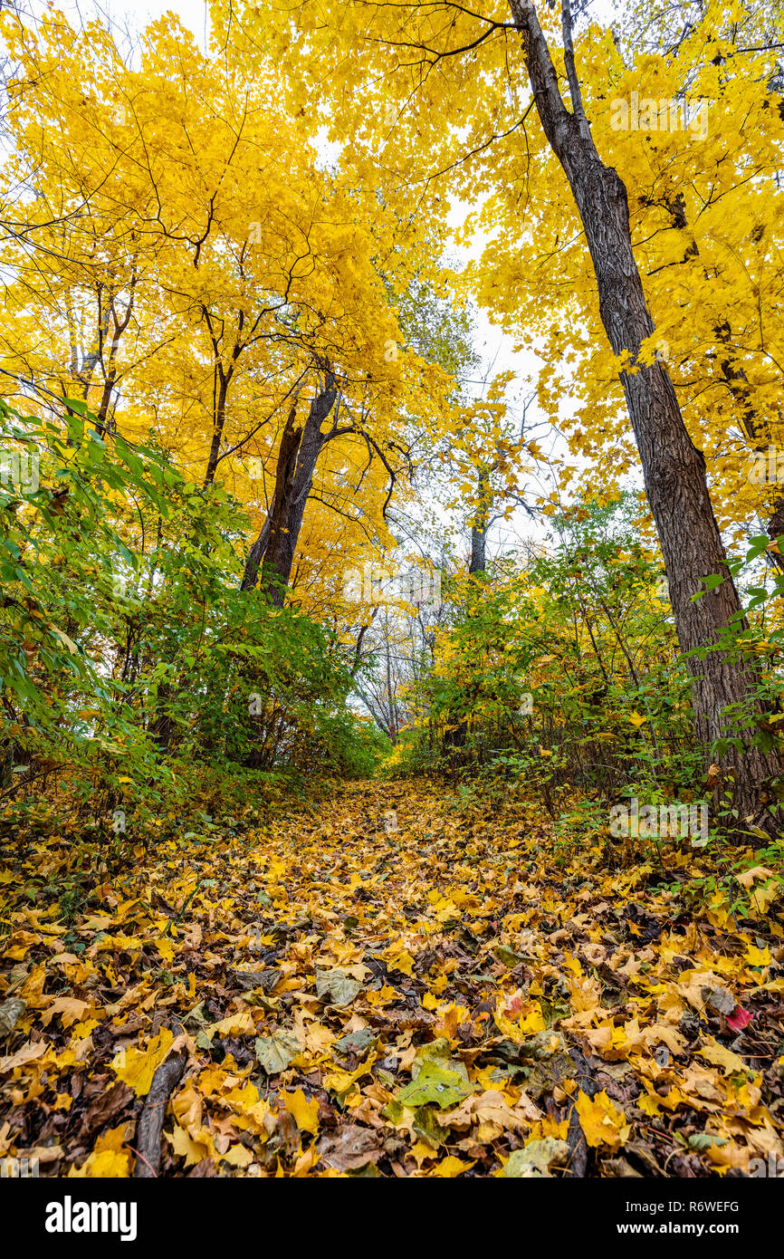 Arbres Avec Des Feuilles Qui Tombent Banque d'image et photos - Alamy
