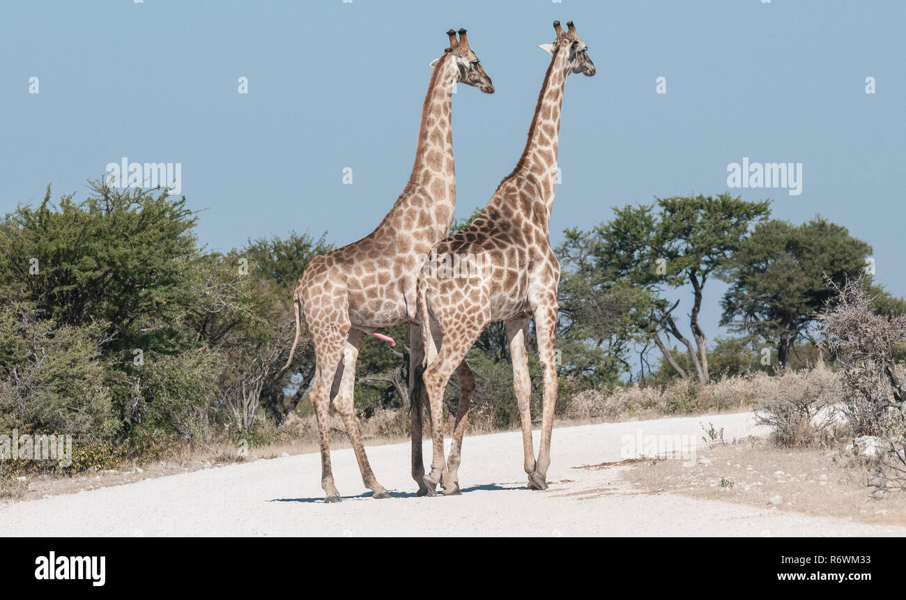 Girafe mâle et femelle avant l'accouplement Photo Stock - Alamy