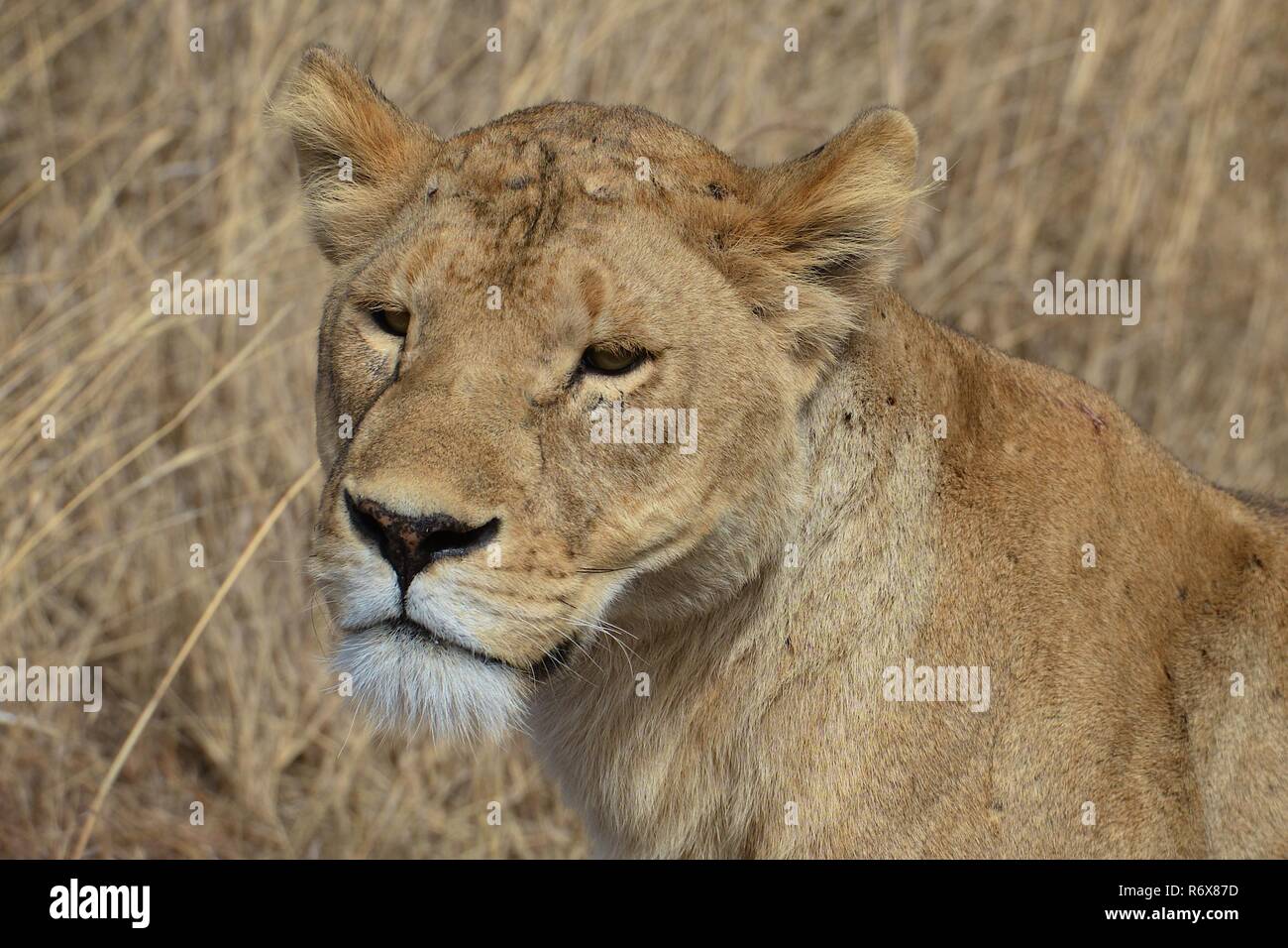 L'accouplement des singes Banque de photographies et d’images à haute ...