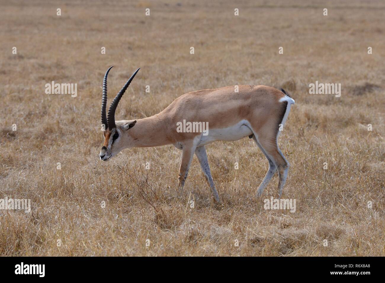 L'accouplement des singes Banque de photographies et d’images à haute ...