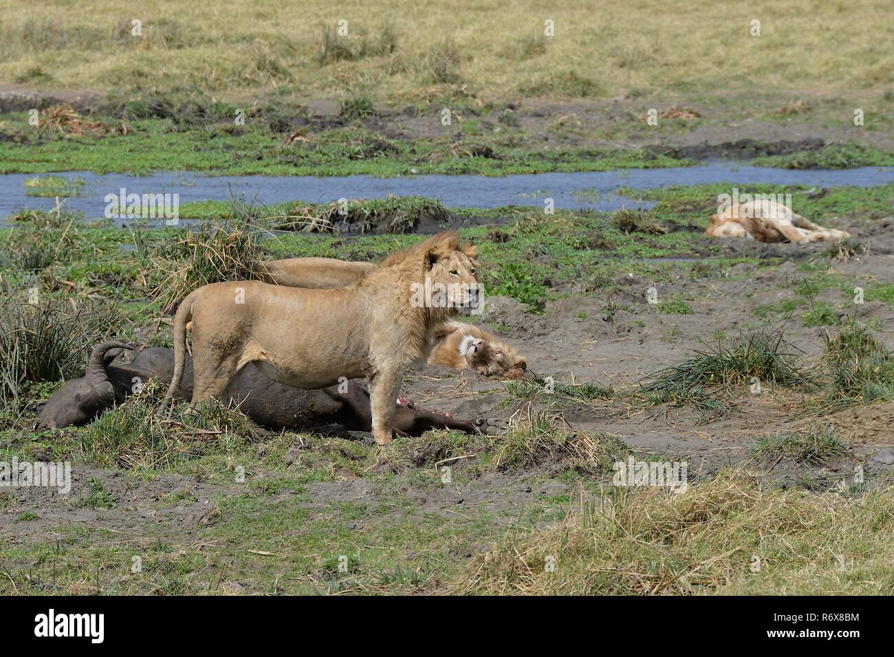 L'accouplement des singes Banque de photographies et d’images à haute ...