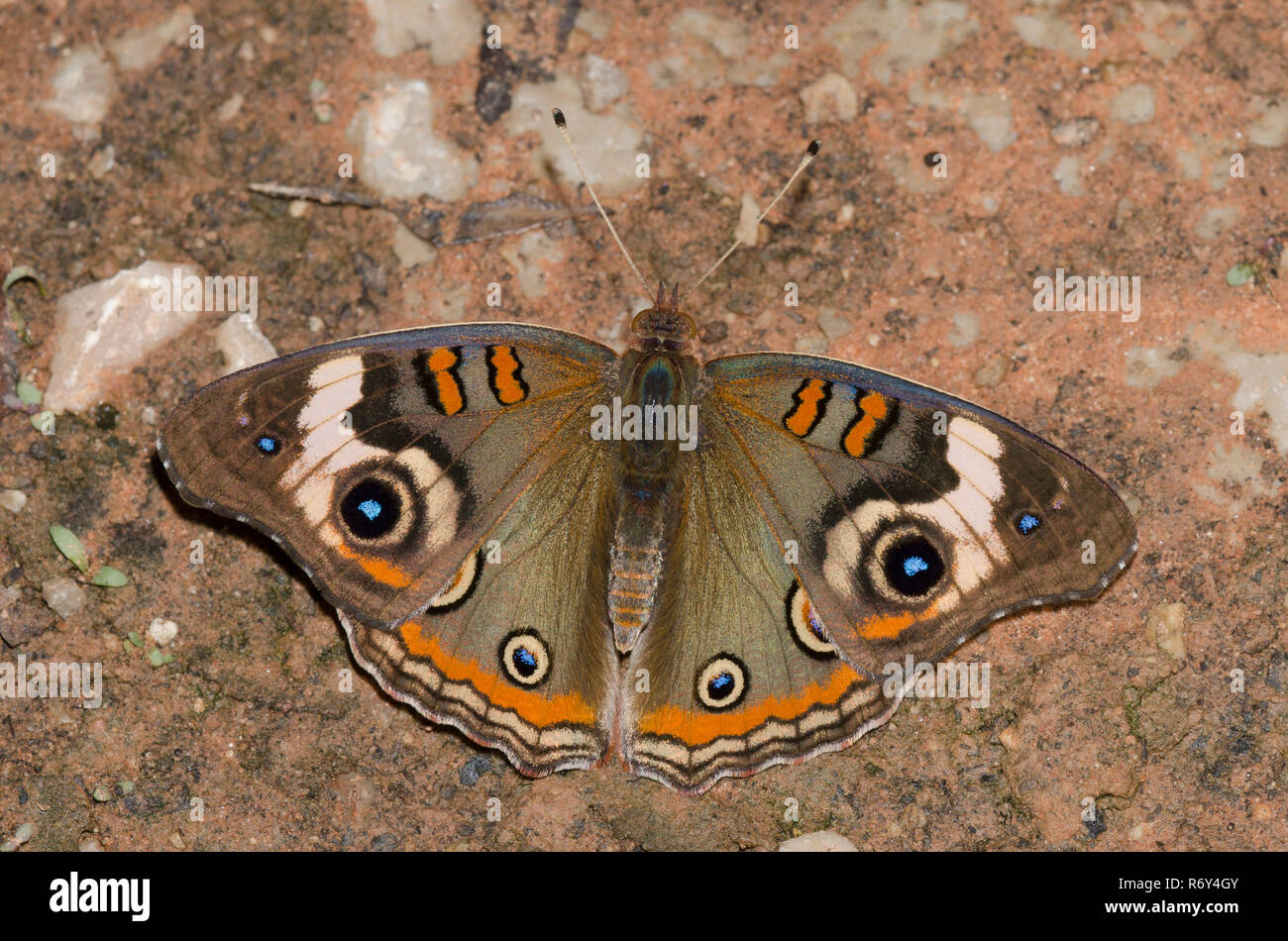 Junonia coenia Banque de photographies et d’images à haute résolution ...