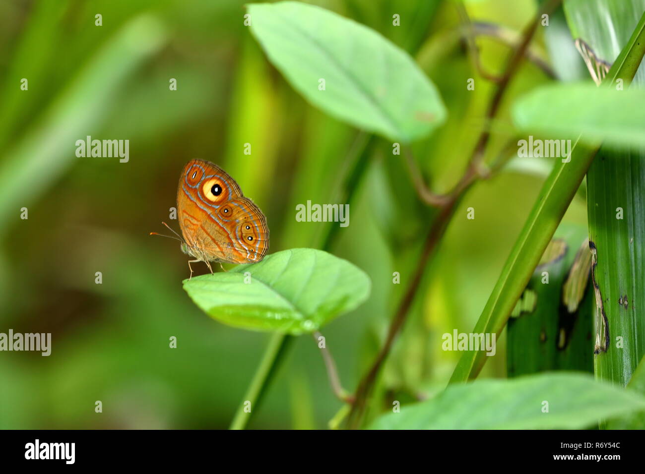 Insectes foret tropicale Banque de photographies et d’images à haute ...