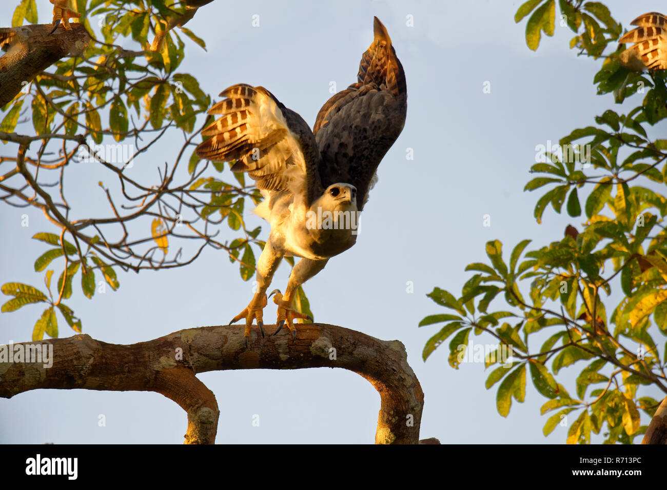 Harpie féroce (Harpia harpyia), juvénile, 15 mois, battant des branches ...