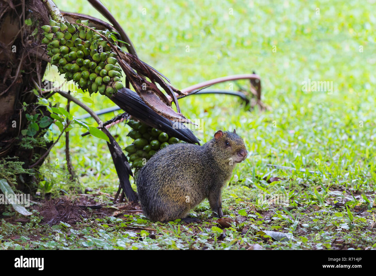 Les azaras agouti Banque de photographies et d’images à haute ...