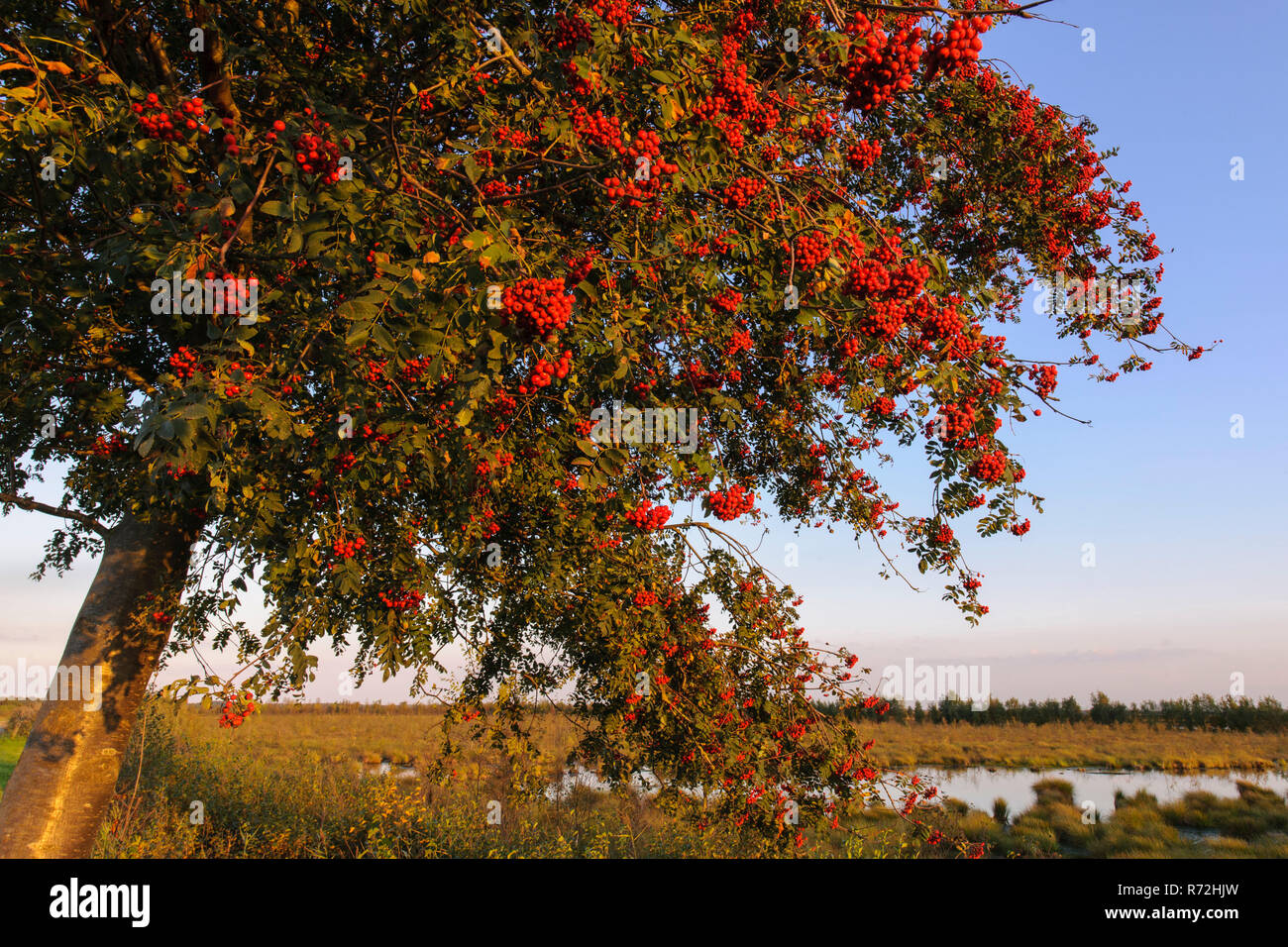 Sorbus aucuparia Banque de photographies et d’images à haute résolution ...