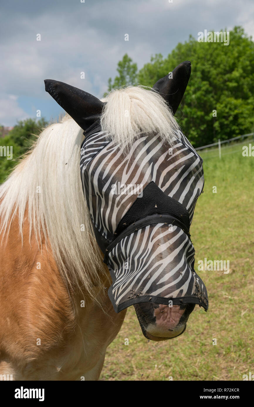 Cheval rigolo Banque de photographies et d’images à haute résolution ...