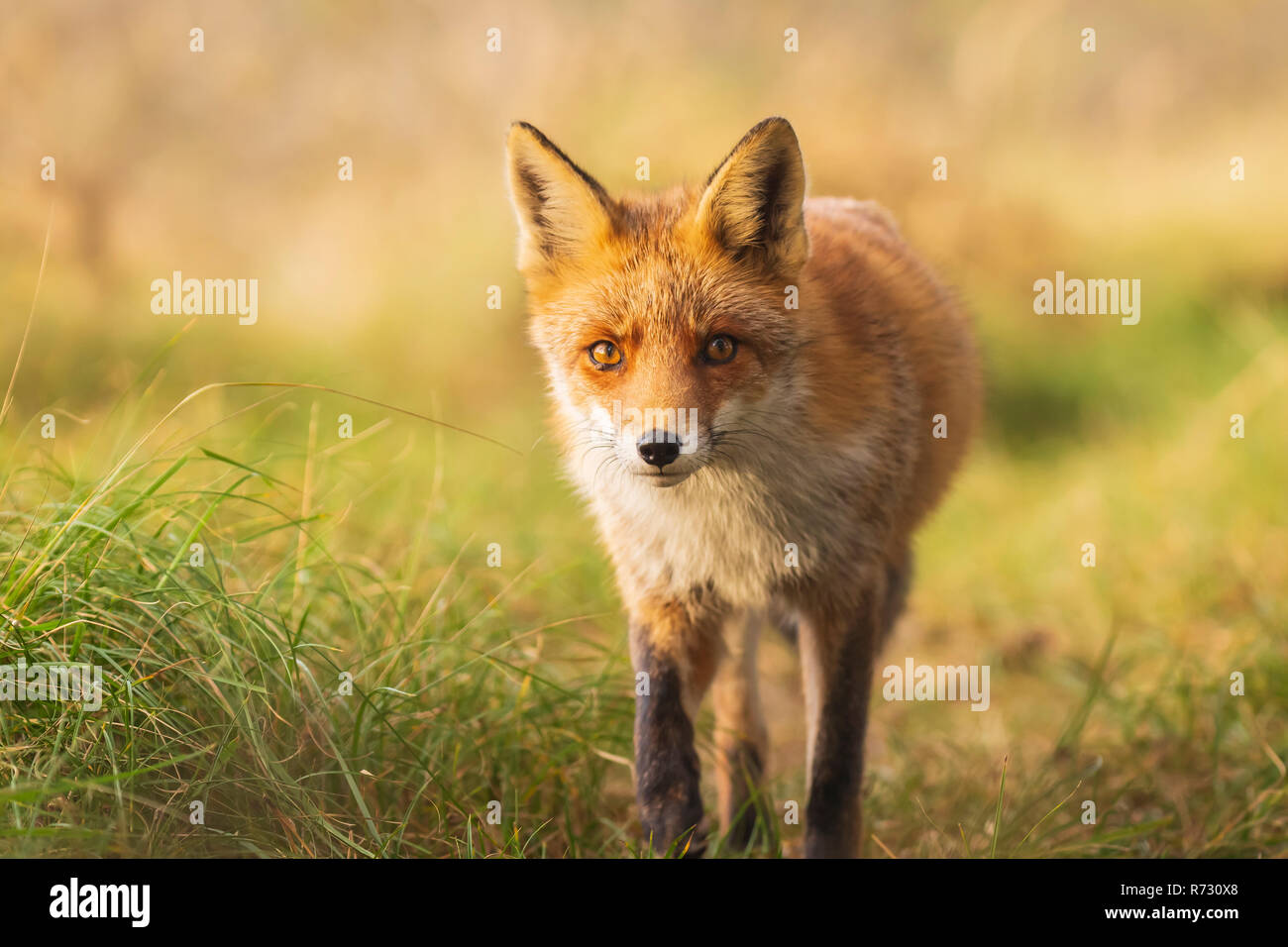 Le renard roux Vulpes vulpes sauvage dans un pré vert d'évacuation ...