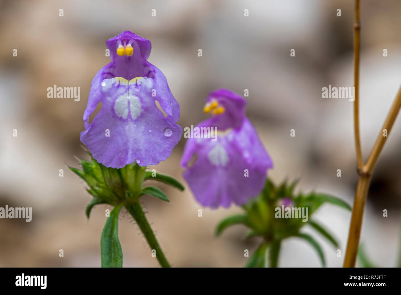 Ortie rouge Banque de photographies et d’images à haute résolution - Alamy