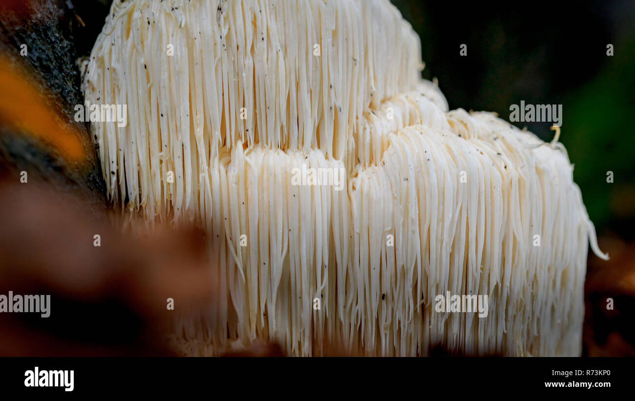 La crinière de lion comestibles rares Champignons / Hericium Erinaceus ...
