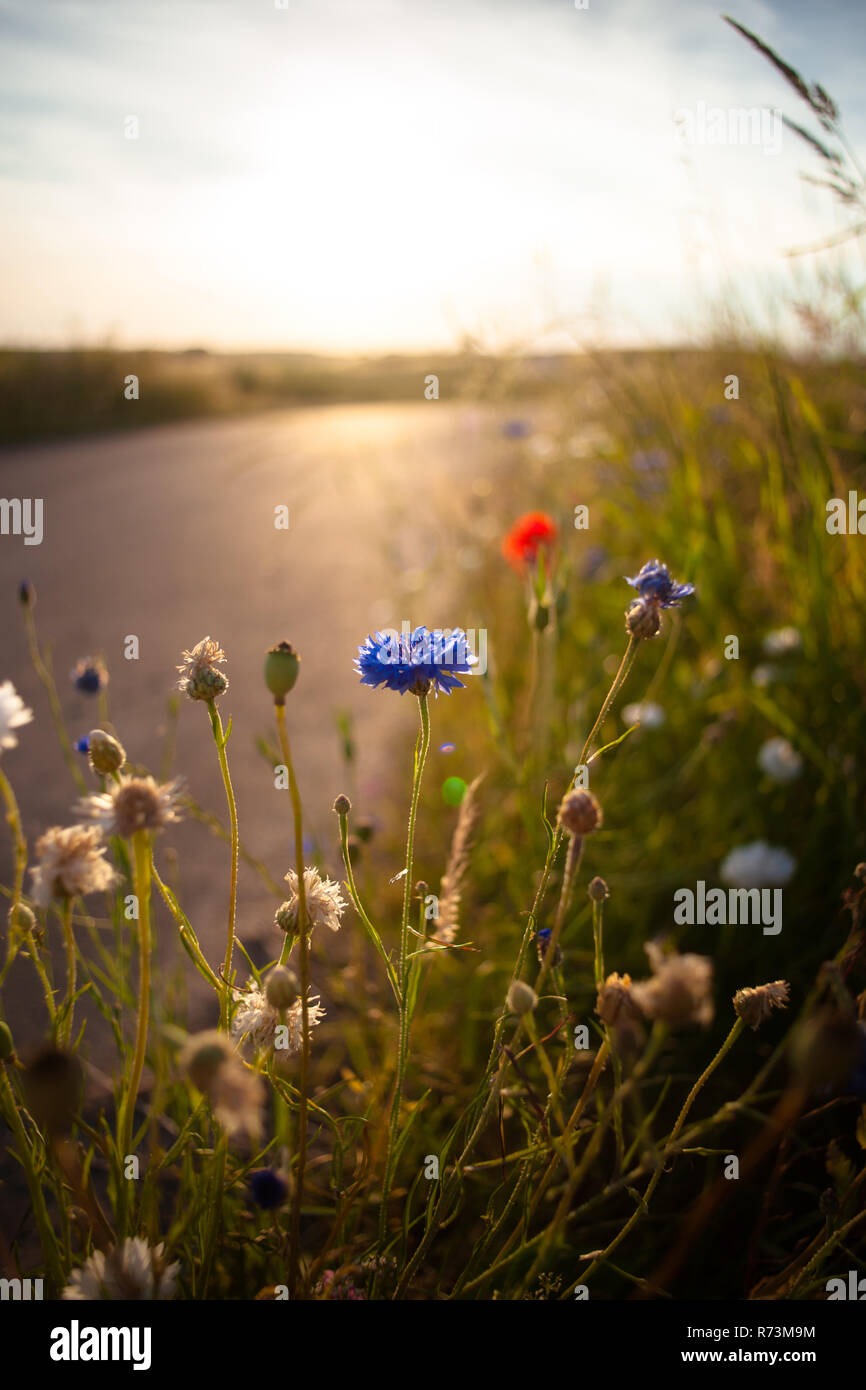 Fleur de champ avec un soleil couchant, la lumière et un arrière-plan ...