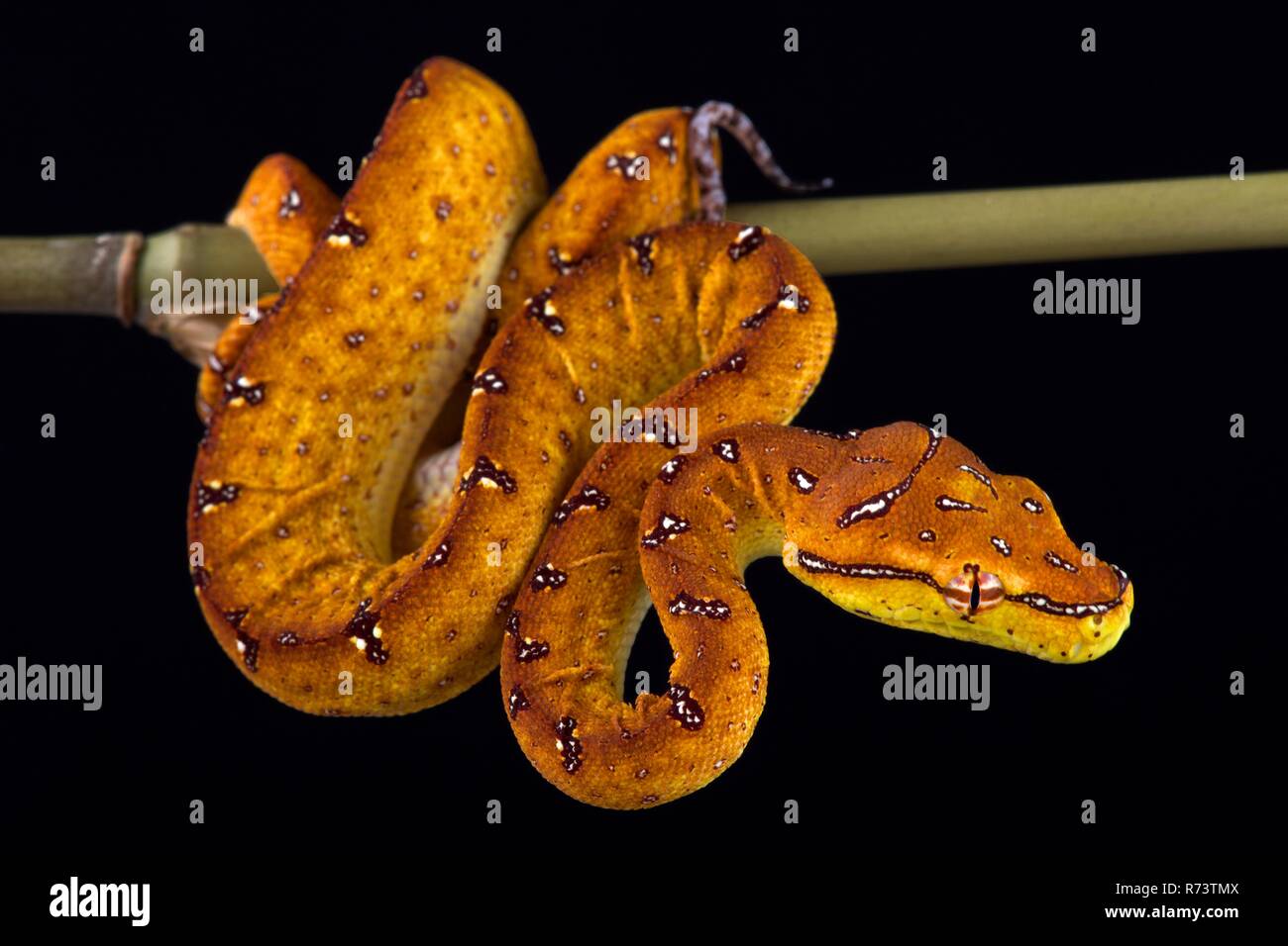 Baby python Banque de photographies et d’images à haute résolution - Alamy