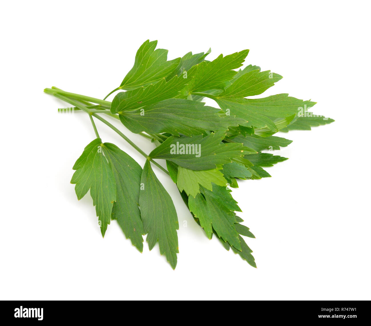 Lovage levisticum officinale Banque de photographies et d’images à haute résolution - Alamy