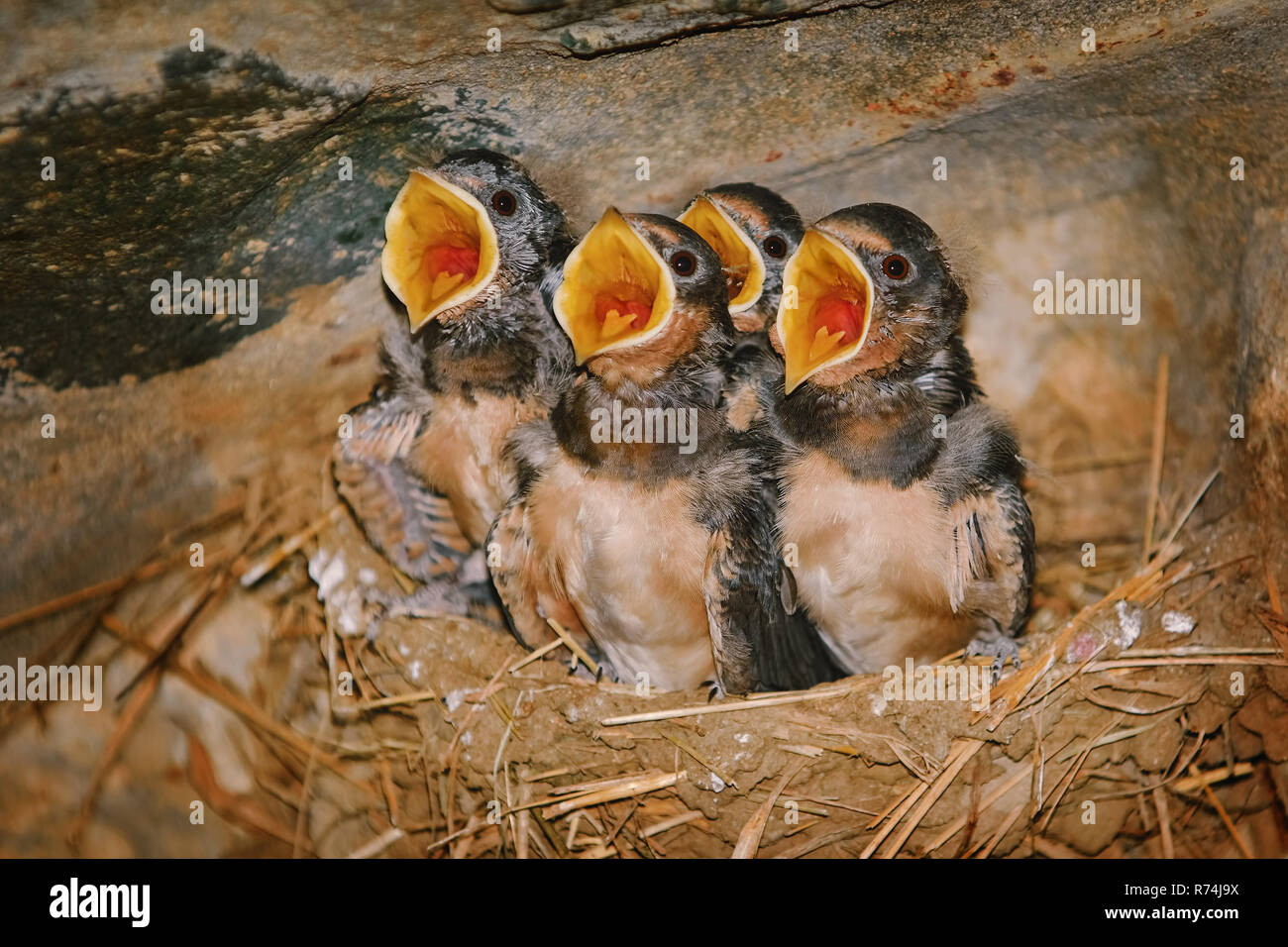Becs ouverts Banque de photographies et d’images à haute résolution - Alamy