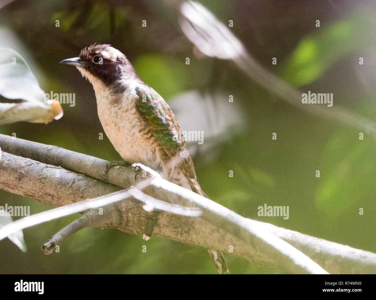 Klaas cuckoo Banque de photographies et d’images à haute résolution - Alamy