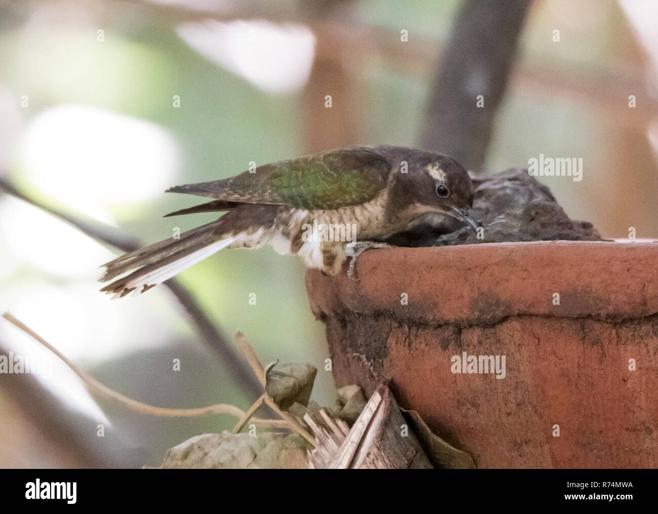 Klaas cuckoo Banque de photographies et d’images à haute résolution - Alamy