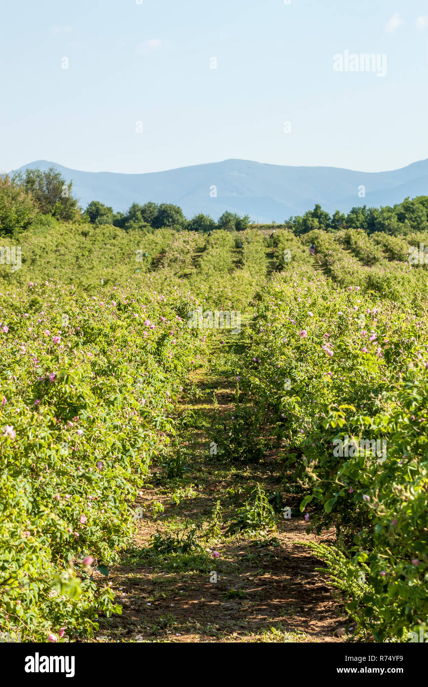 Bulgarien, eau de rose Banque de photographies et d’images à haute ...