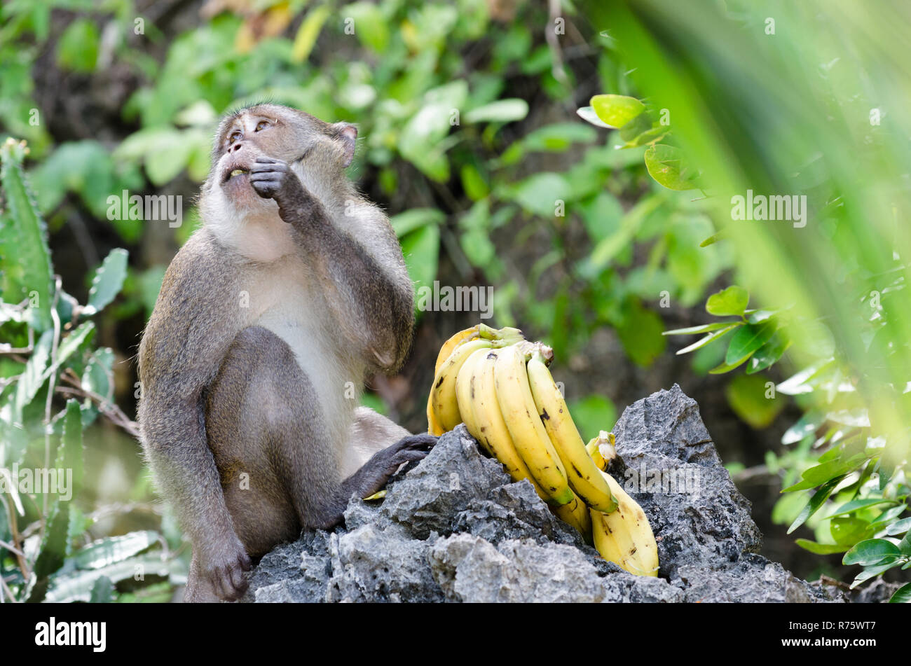 Singe mangeant des bananes Banque de photographies et d’images à haute ...