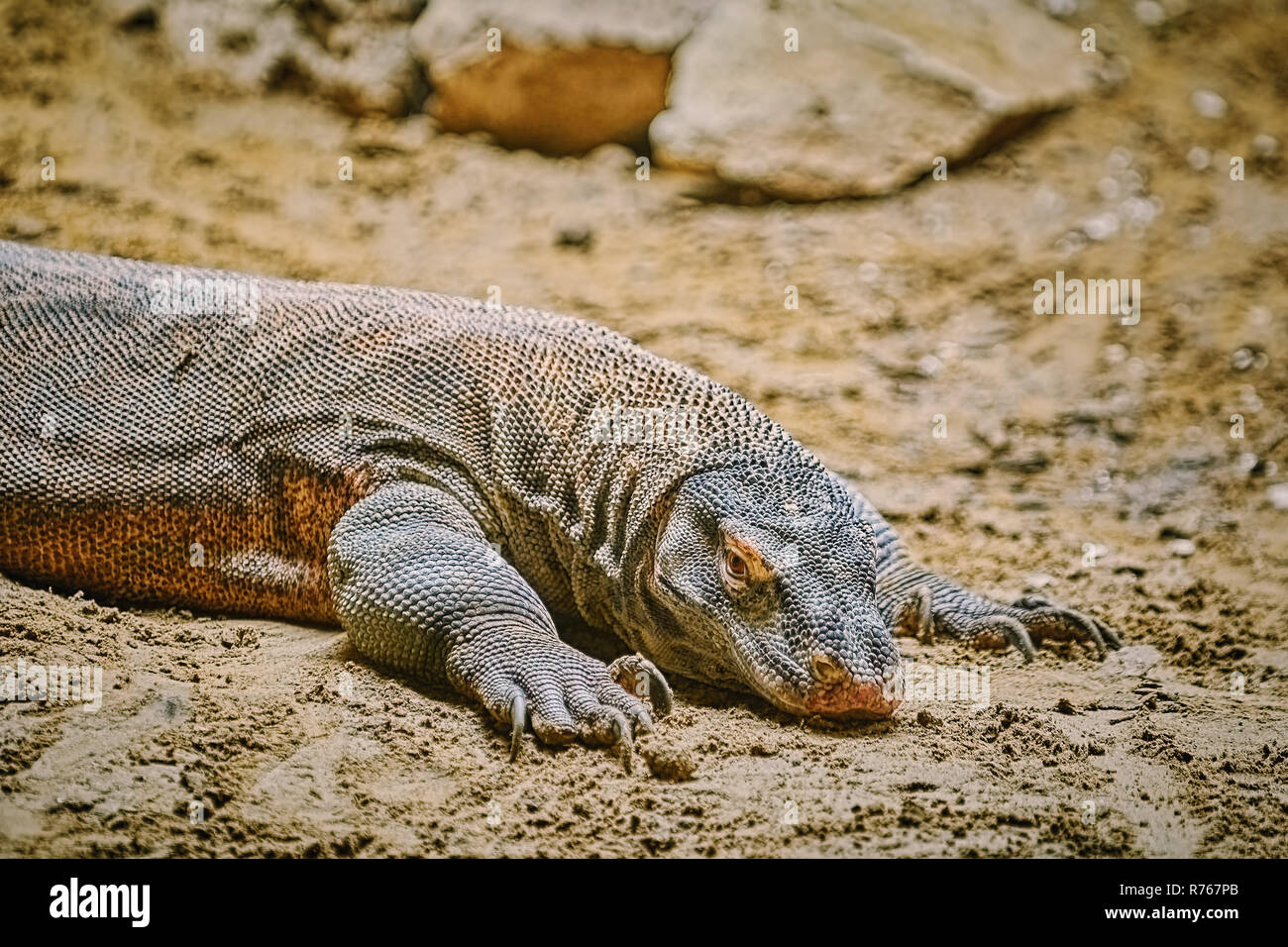 Grand lézard varanide Banque de photographies et d’images à haute ...