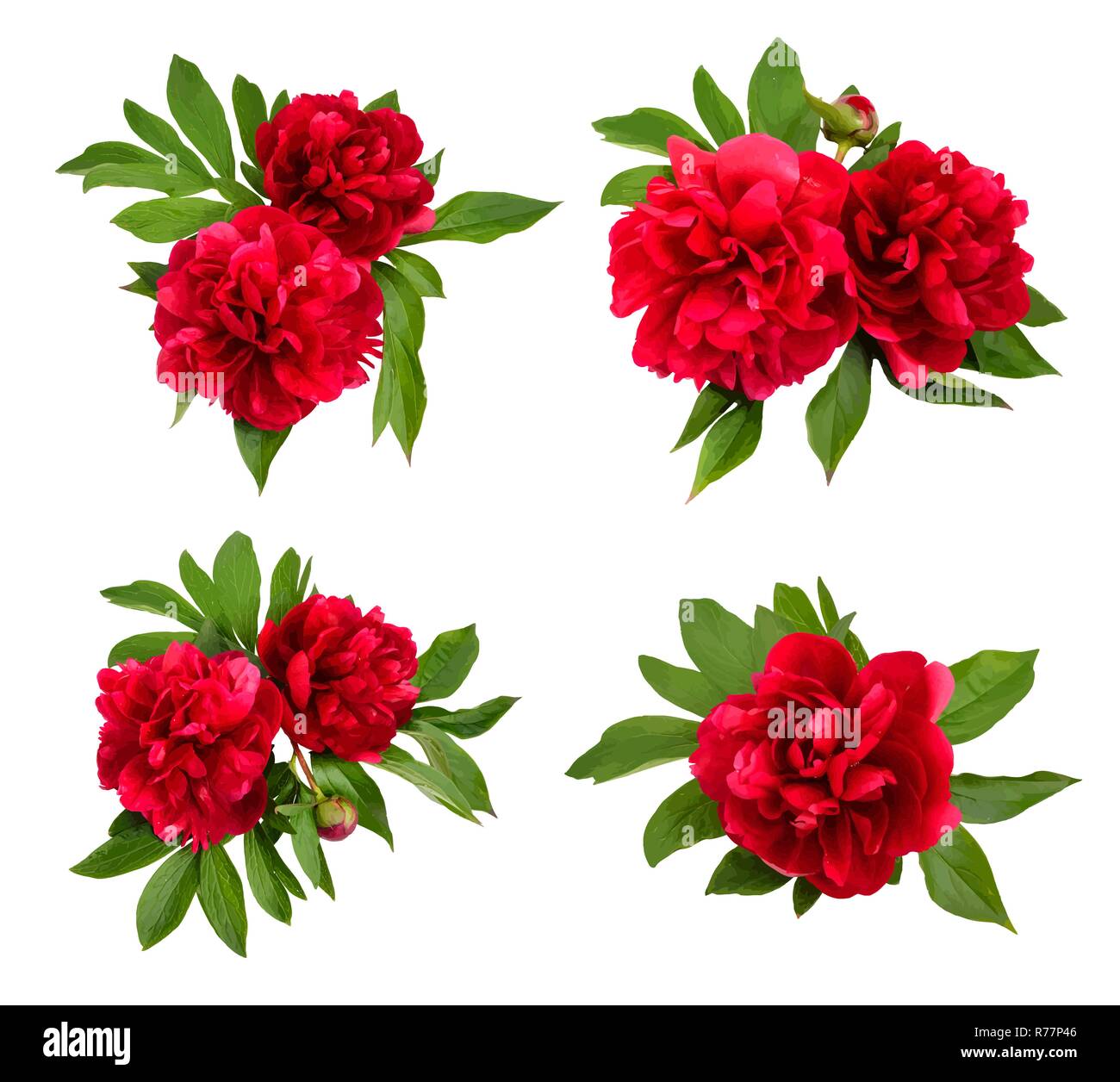 Image de pivoines Banque d'images vectorielles - Alamy