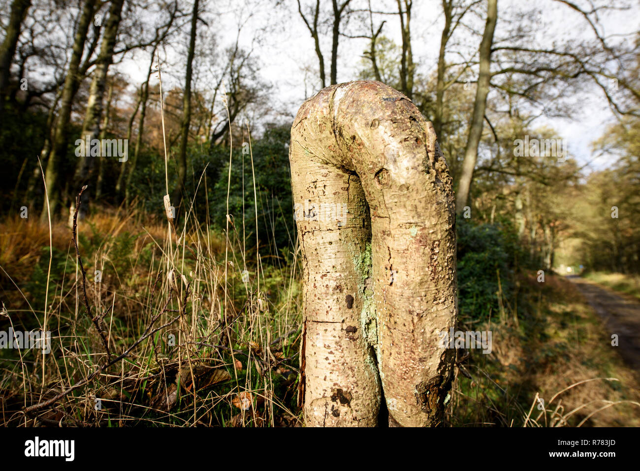 Arbre tortueux Banque de photographies et d’images à haute résolution ...