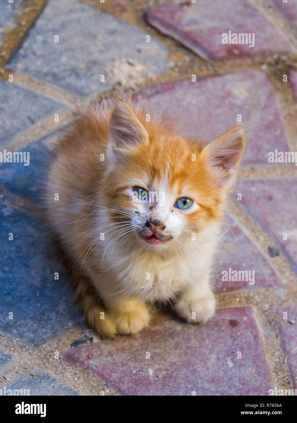Chat arabe Banque de photographies et d’images à haute résolution - Alamy