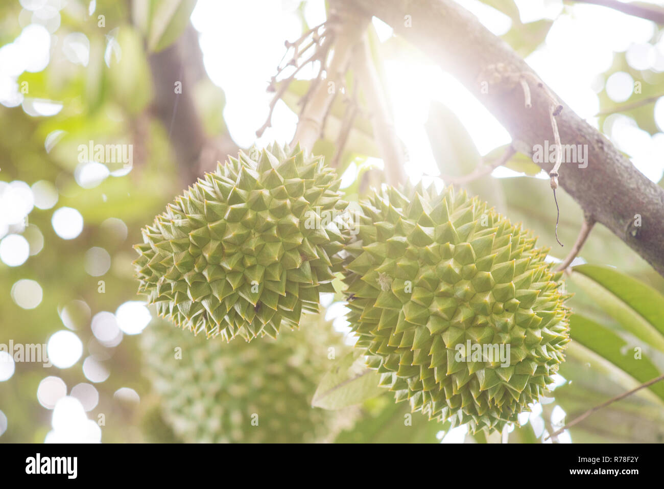 Arbre durian Banque de photographies et d’images à haute résolution - Alamy