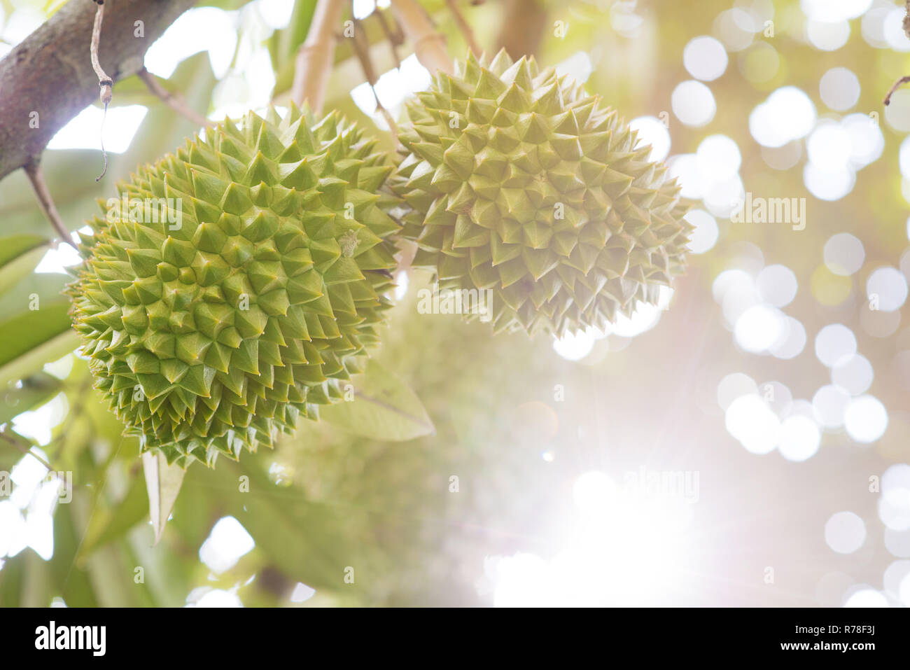 Arbre durian Banque de photographies et d’images à haute résolution - Alamy