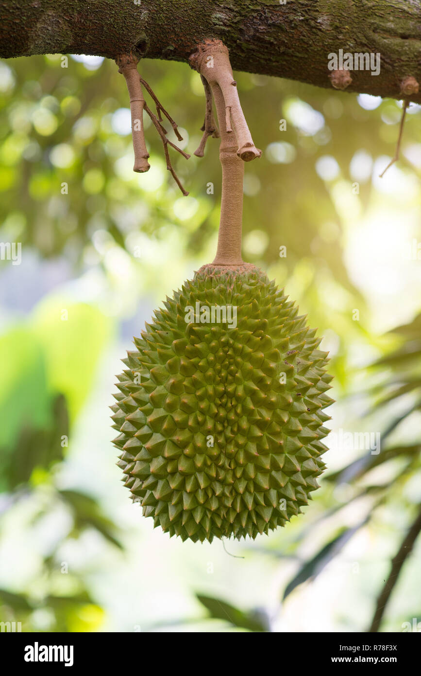 Arbre durian Banque de photographies et d’images à haute résolution - Alamy