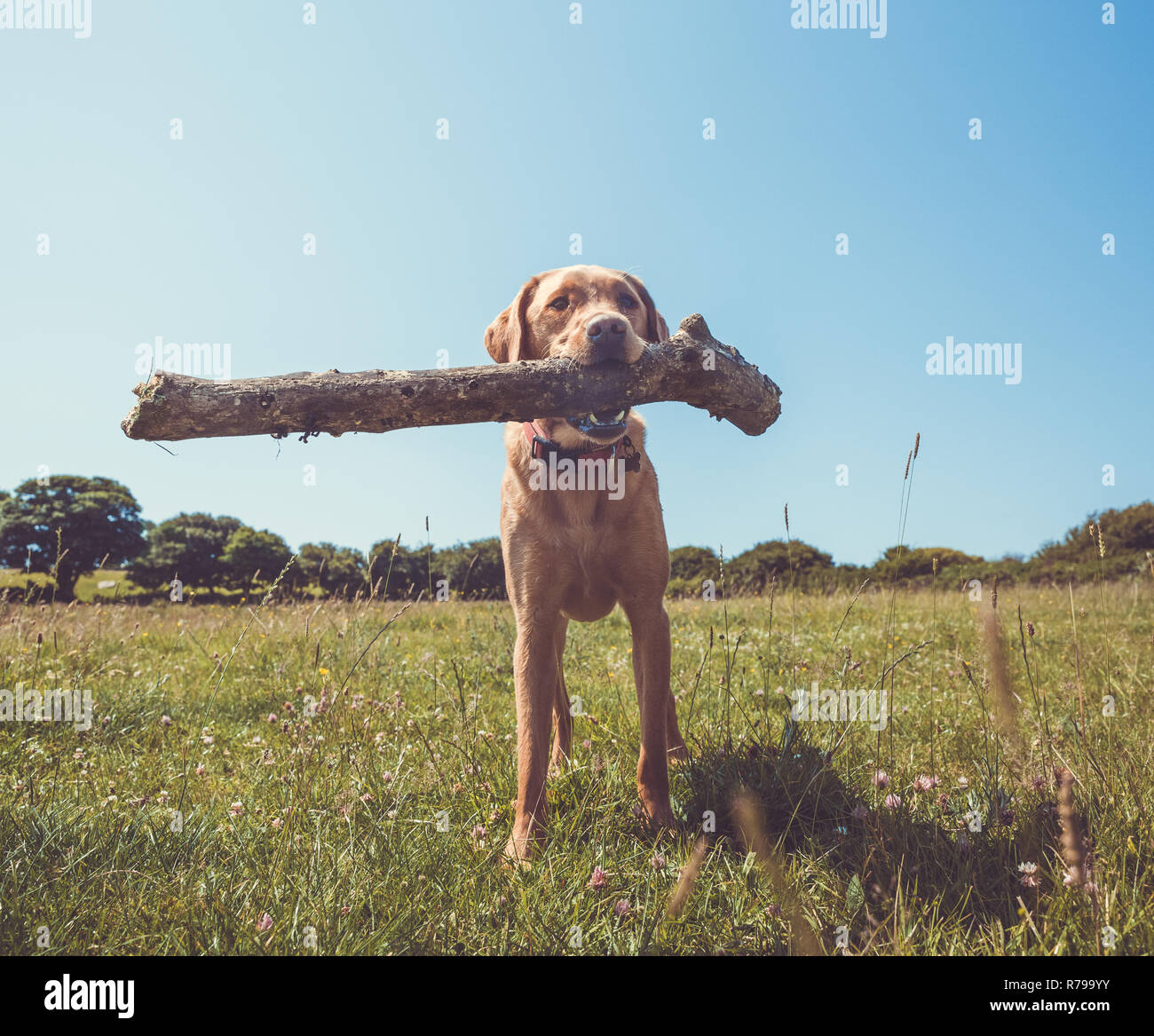 Un animal heureux et en santé, Labrador retriever dog standing in a ...